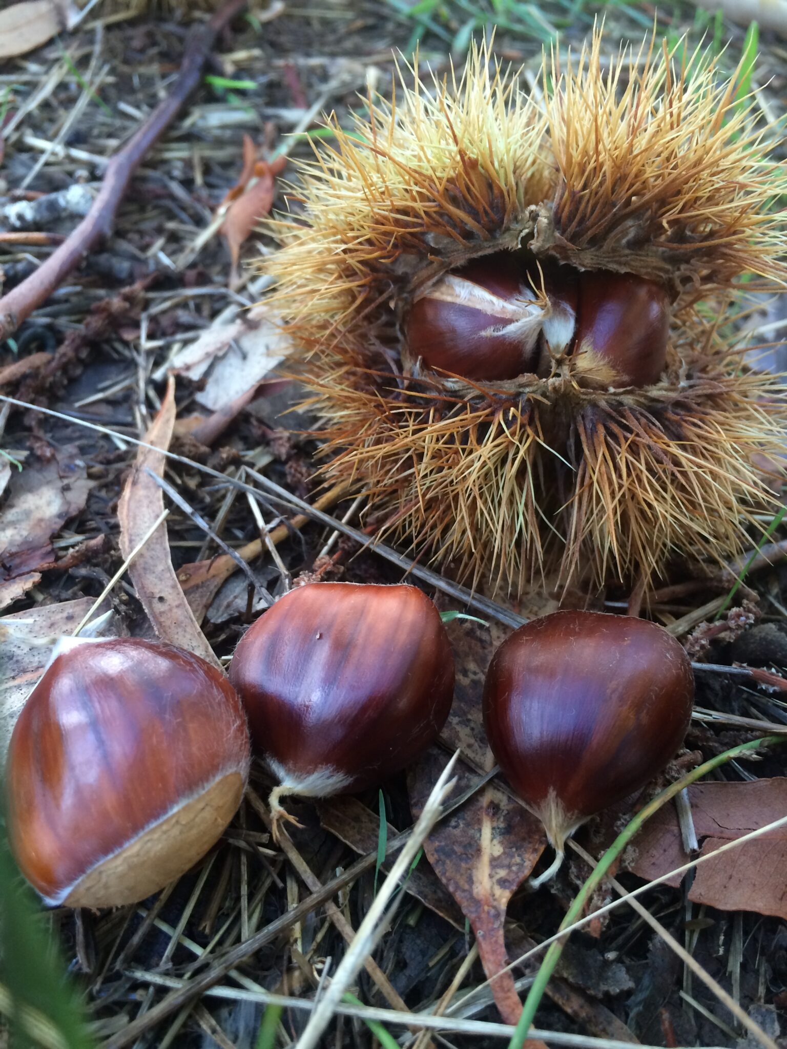 Pick your own chestnut | Chestnut Brae