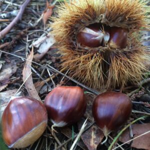 The Farm Experience Tour | Chestnut Brae